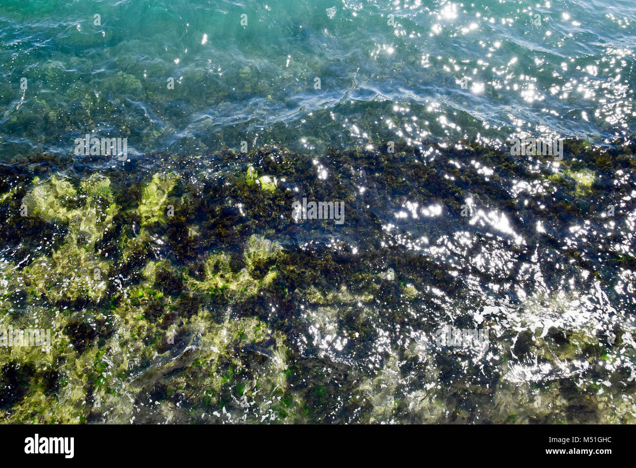 Seaweed on the beach. Sea waves wash algae on rocks Stock Photo - Alamy