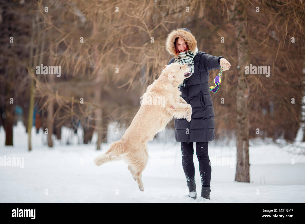 Image of woman playing with labrador in snowy park Stock Photo - Alamy