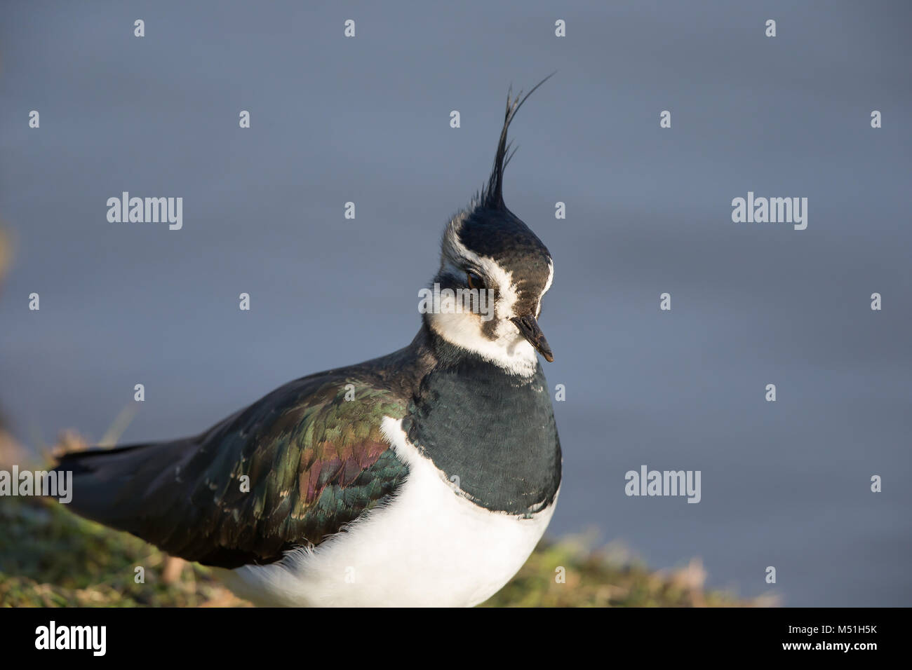 Plover plovers hi-res stock photography and images - Alamy