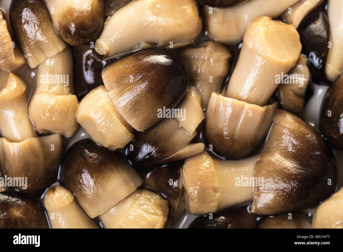 Mushrooms texture hi-res stock photography and images - Alamy