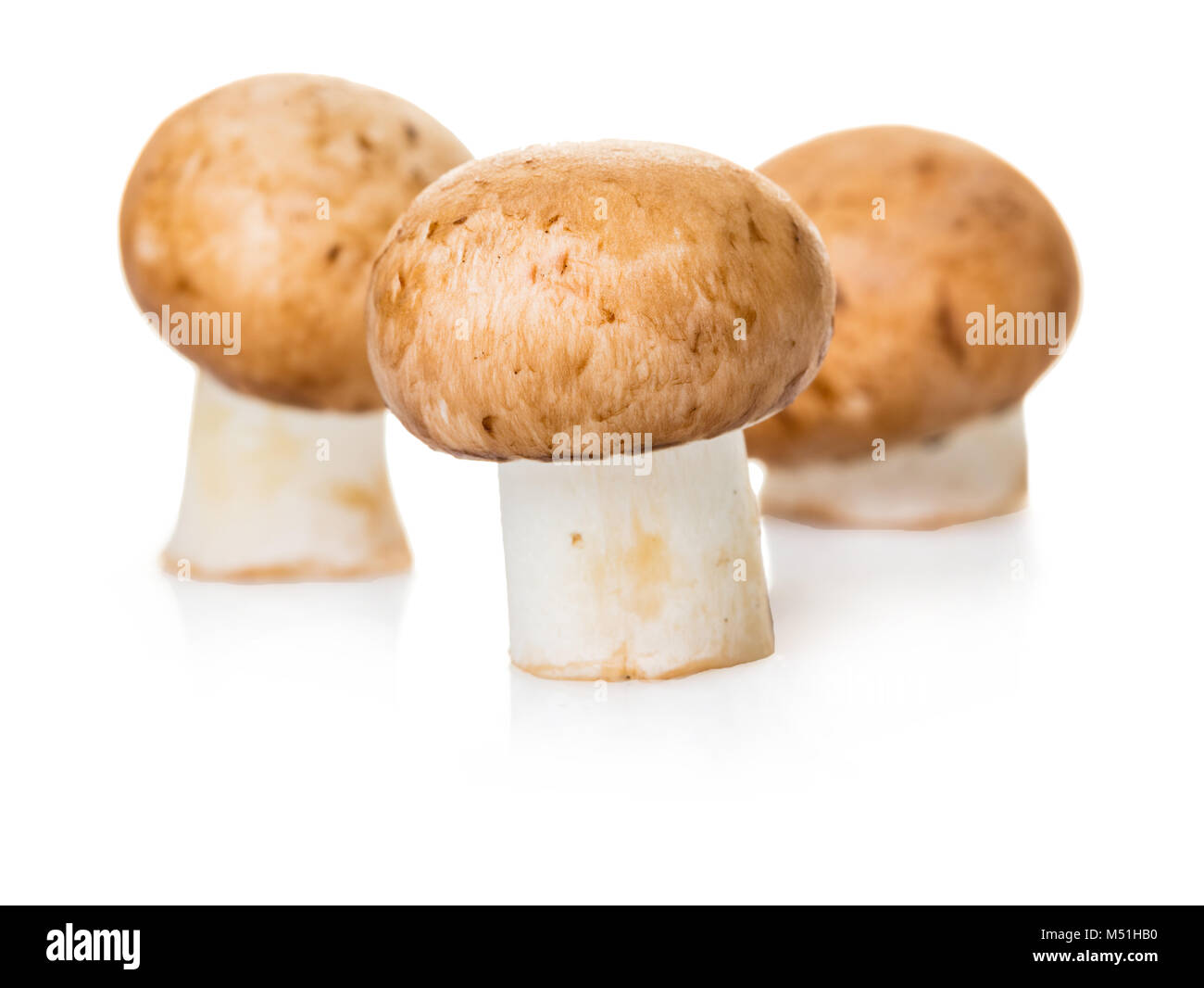 raw mushrooms champignons close-up on white isolated background Stock ...