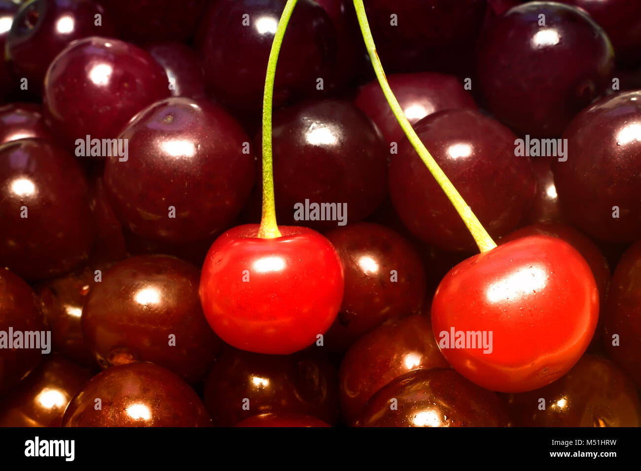 A large number of large ripe cherries with stalks background image ...