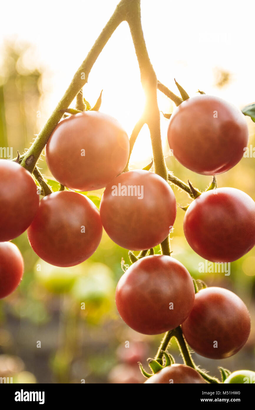 A beautiful bunch of ripe tomatoes in the back-lit sunset Stock Photo ...
