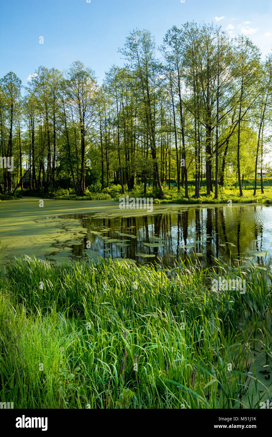 Swamp grass hi-res stock photography and images - Alamy