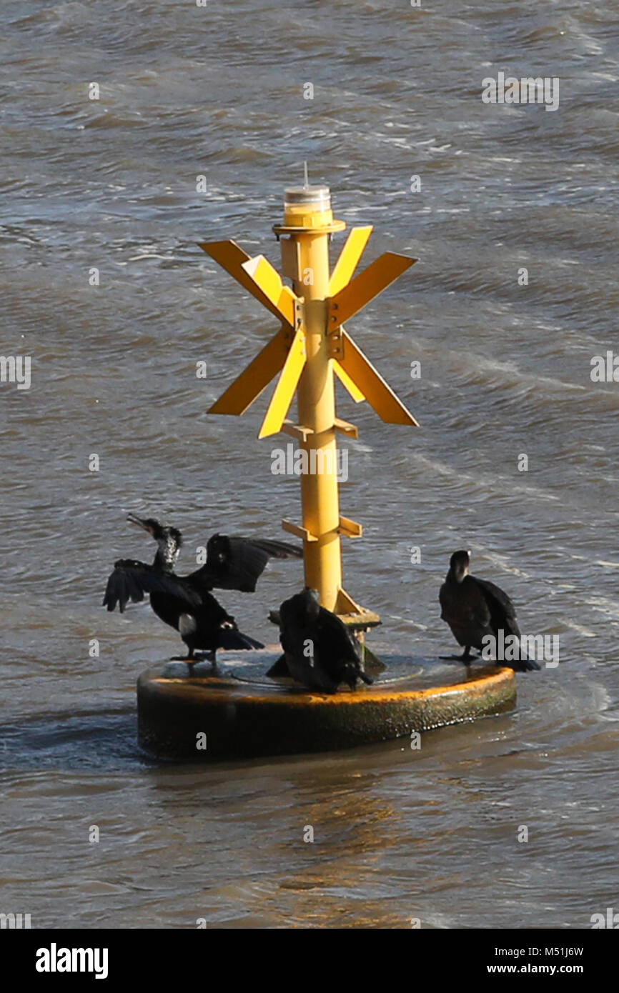 Cormorant Birds on the River Thames Stock Photo - Alamy
