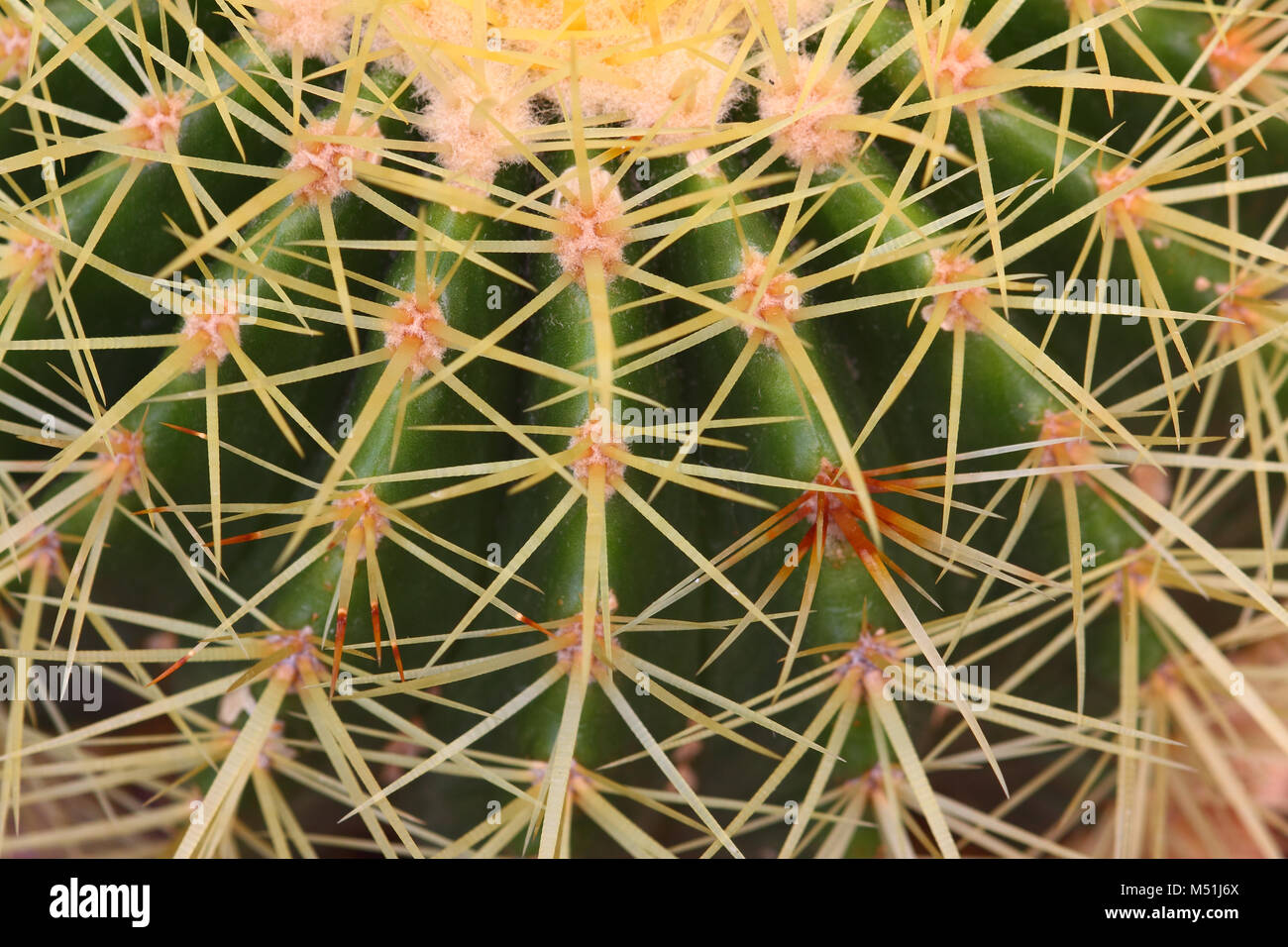 Close up of cactus plants growing Stock Photo - Alamy