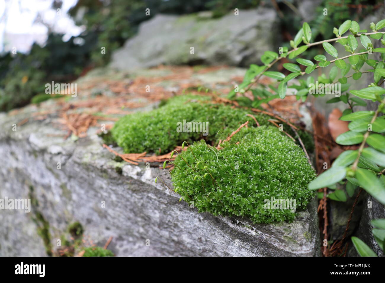 moss covered rock Stock Photo - Alamy