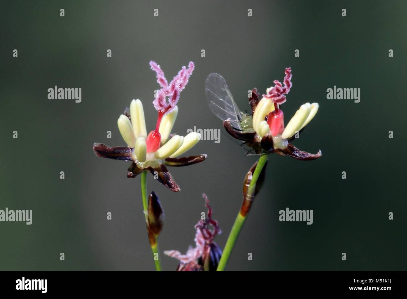 Flowers of Blackgrass, Juncus gerardii, known also as Black needle rush ...