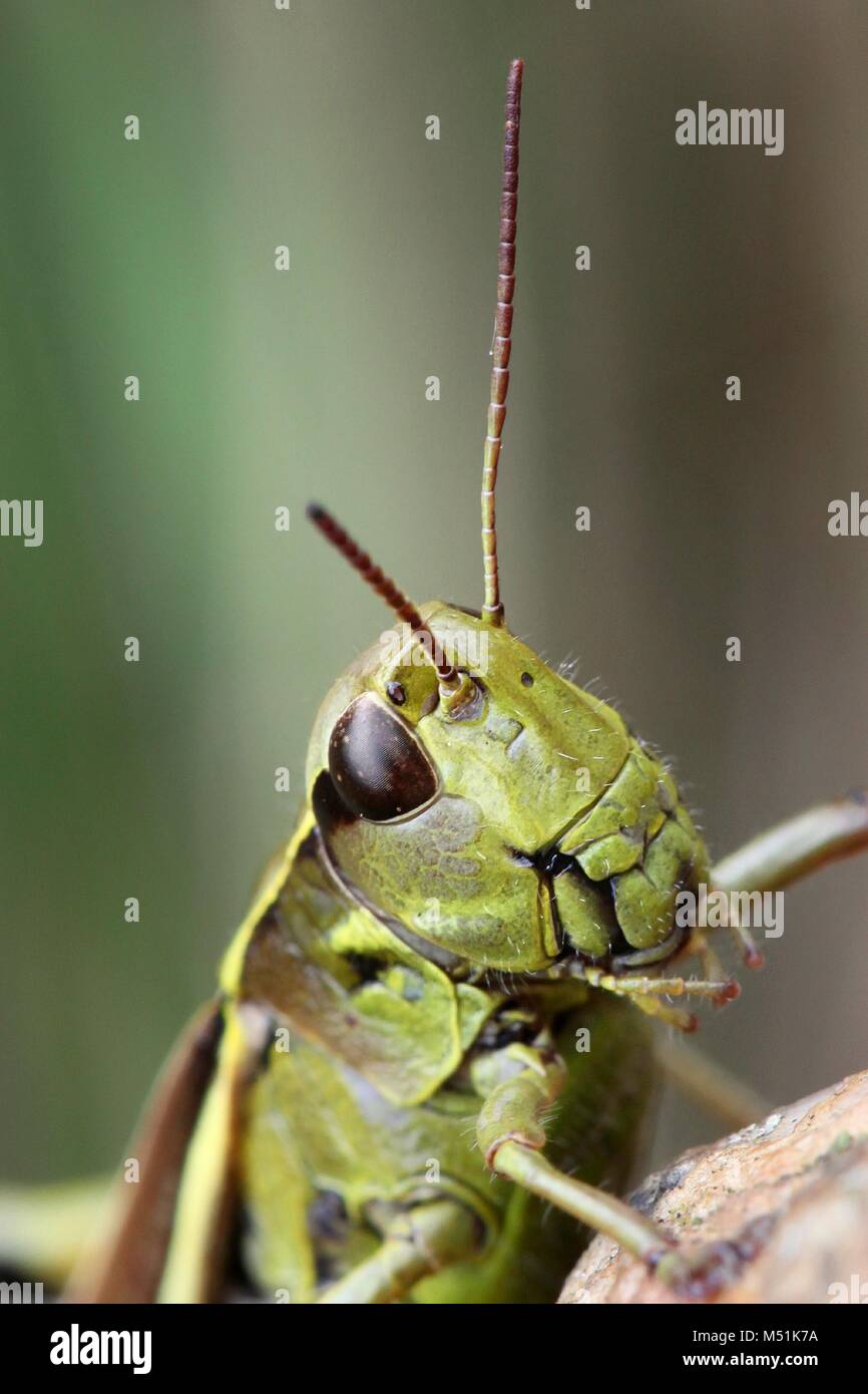 Grasshopper anatomy hi-res stock photography and images - Alamy
