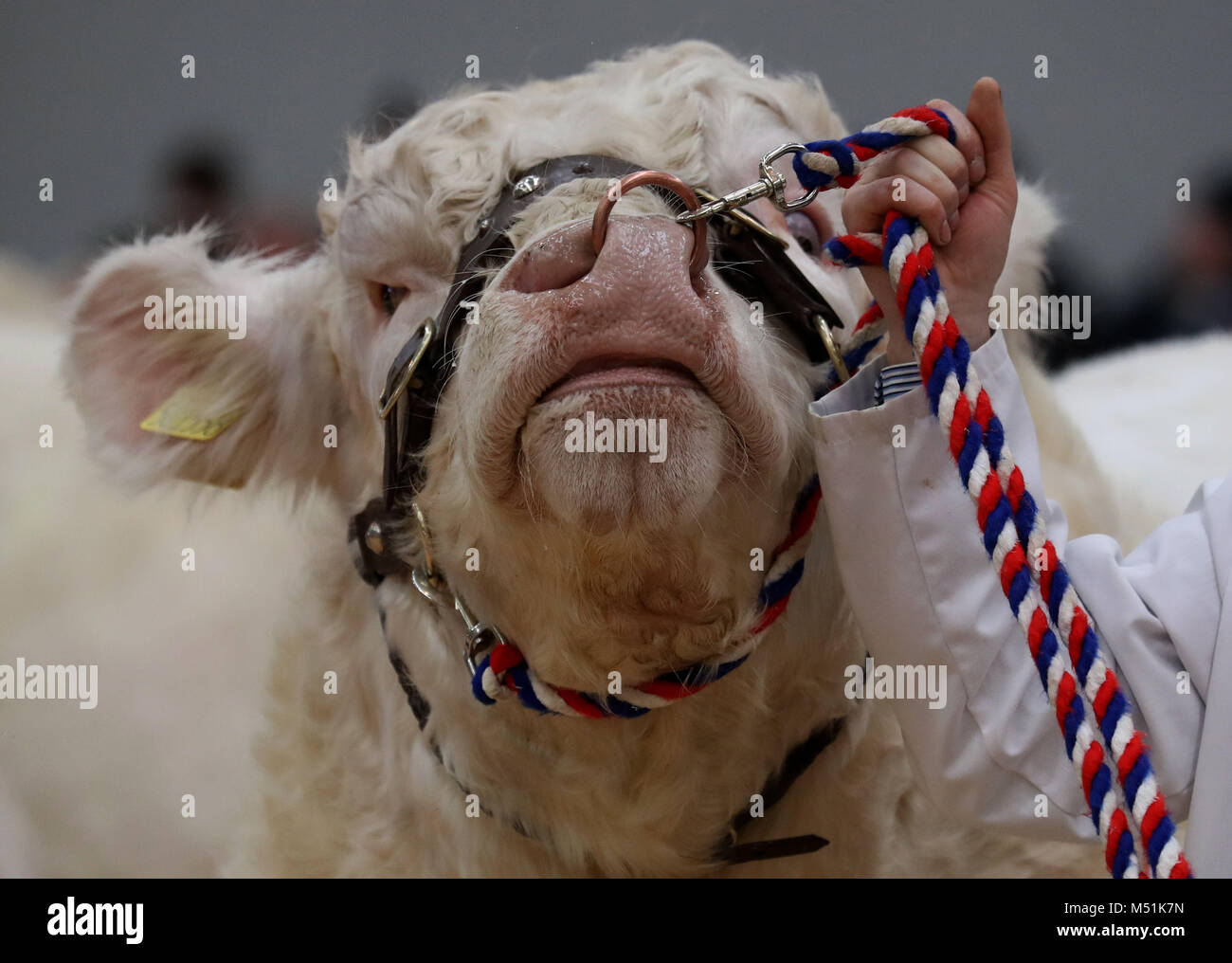 Show charolais bull hi-res stock photography and images - Alamy