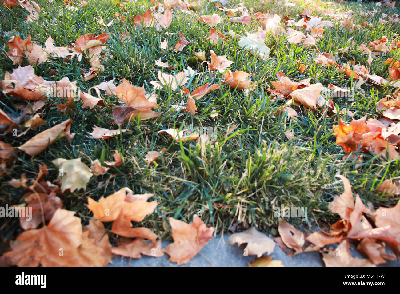 Crunching leaf hi-res stock photography and images - Alamy
