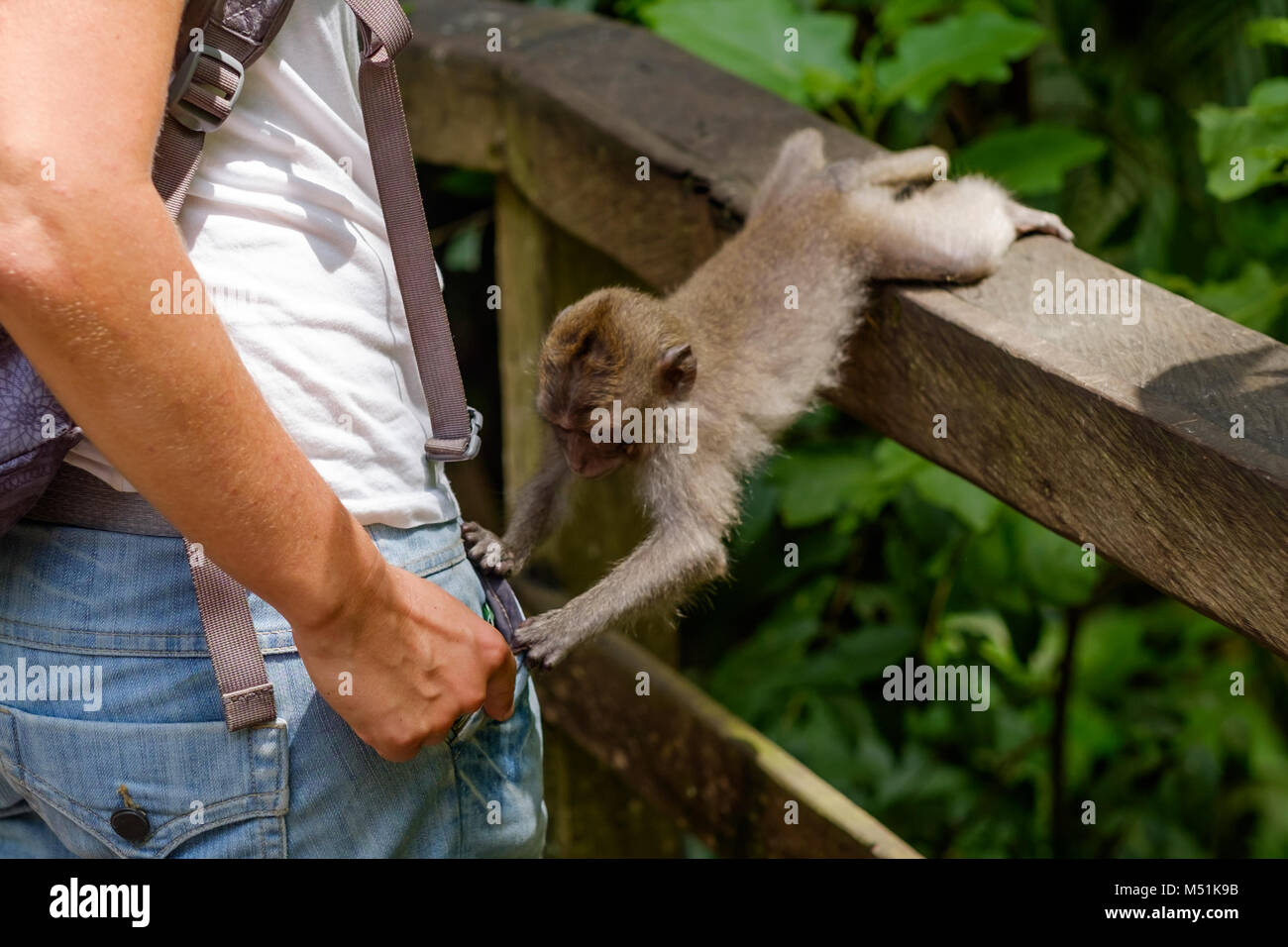Small curious monkey looking what woman has in pocket Stock Photo - Alamy