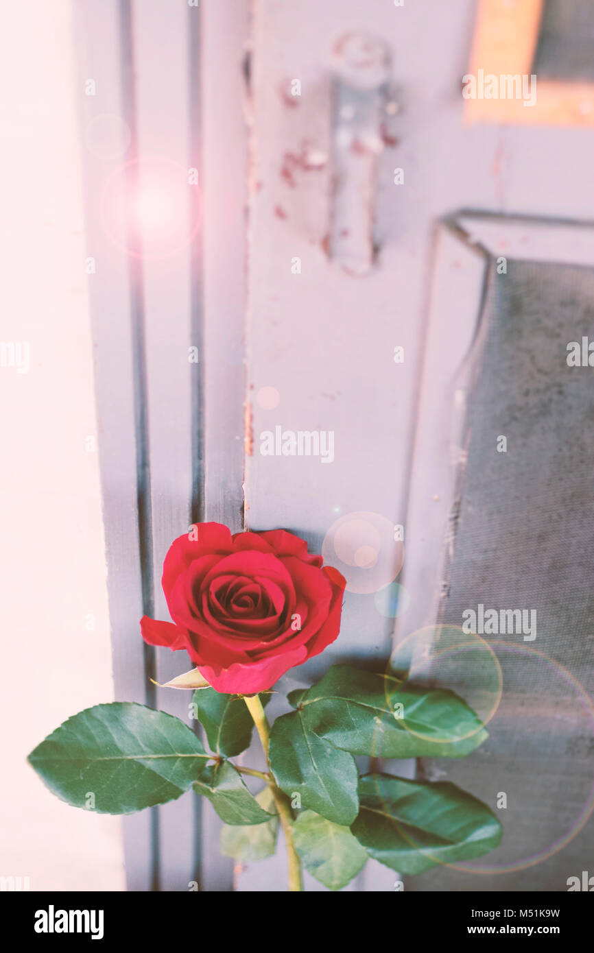 Long stem rose hi-res stock photography and images - Alamy