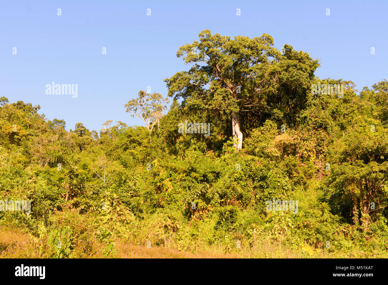 Tropical jungle burma hi-res stock photography and images - Alamy