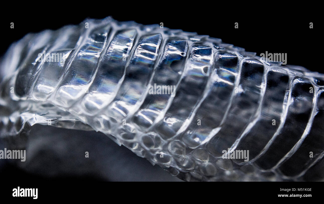 Snakes photography hi-res stock photography and images - Alamy