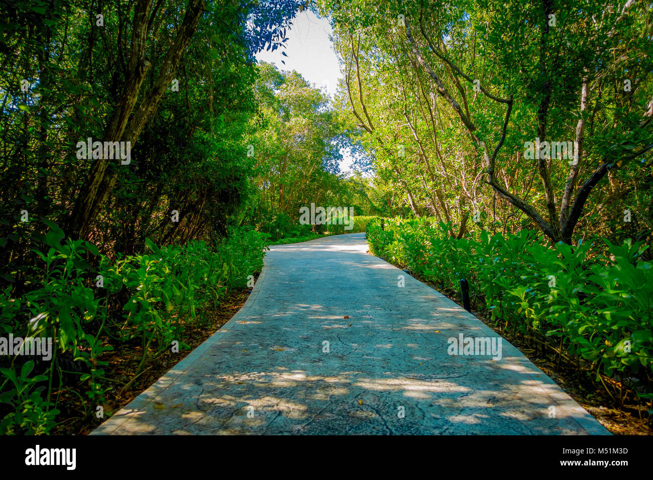 Beautiful stone path surrounding of vegetation in Playacar neighborhood ...