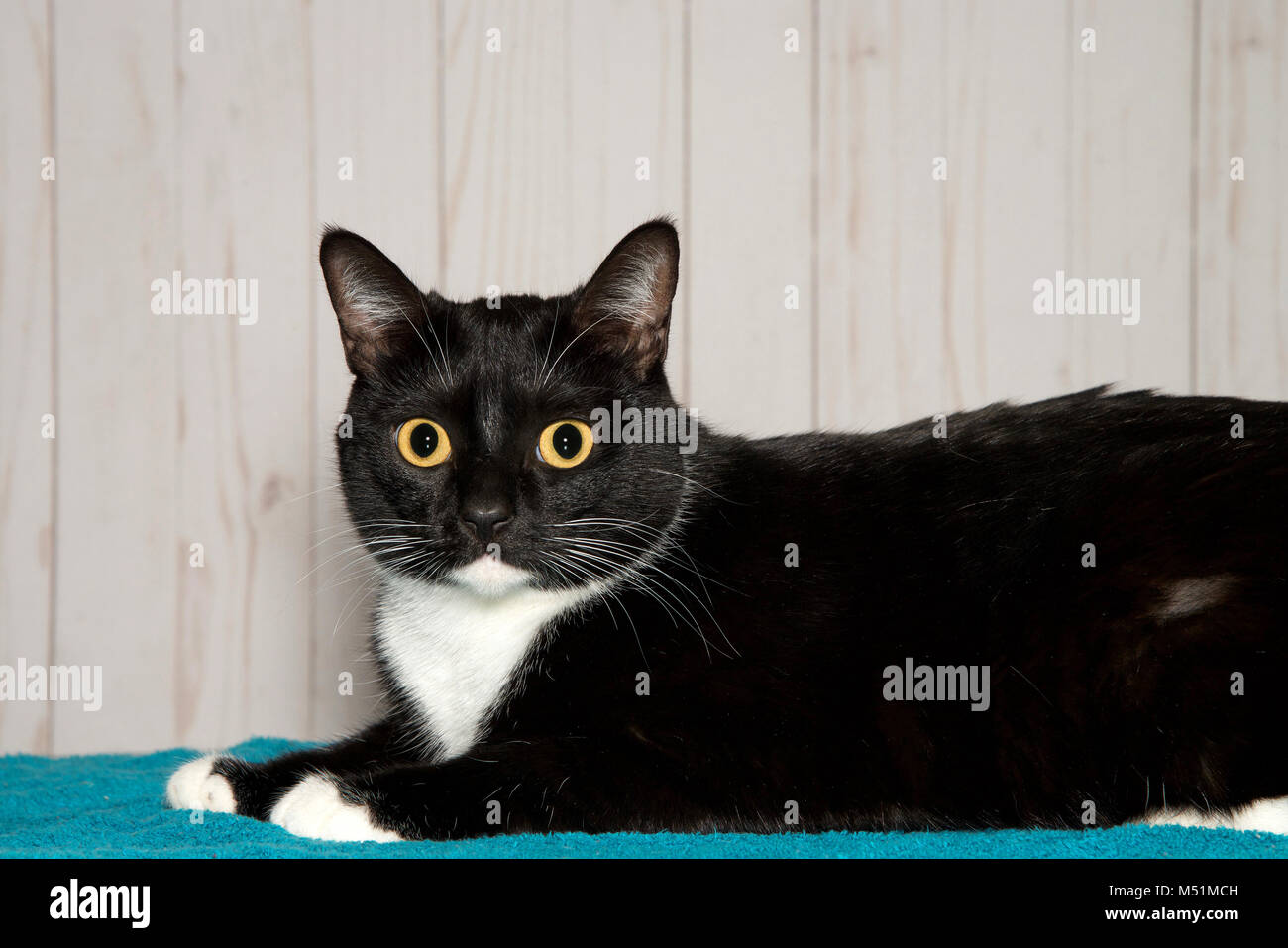 One black and white tuxedo cat laying on a turquoise blanket looking at ...