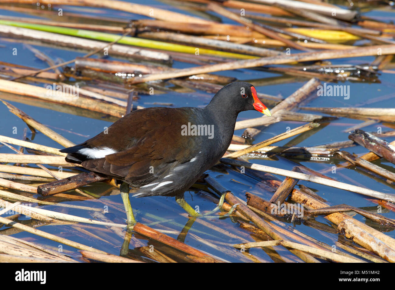 common gallinule (Gallinula galeata), a bird in the family Rallidae ...