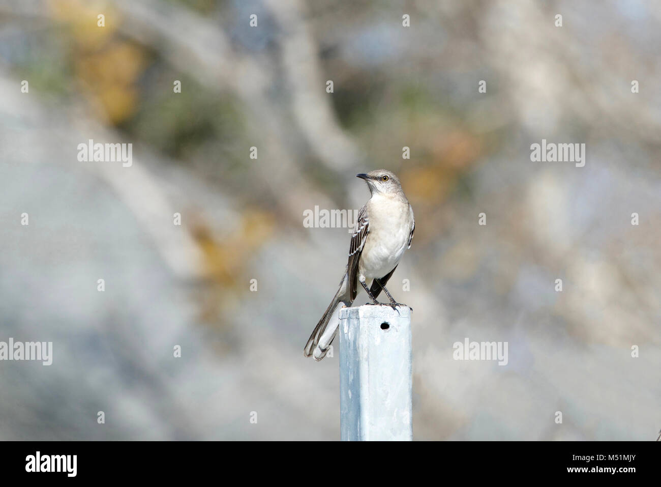 Mockingbird on berry branch hi-res stock photography and images - Alamy