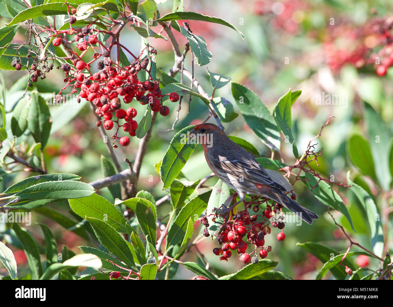 Finch berries hi-res stock photography and images - Alamy