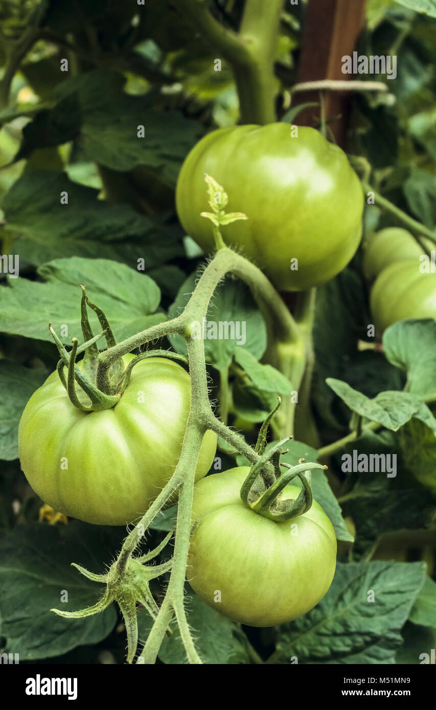 Large, round green tomatoes hang in a cluster from a staked tomato vine ...