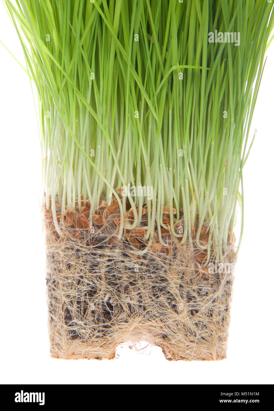 Wheat plant roots hi-res stock photography and images - Alamy