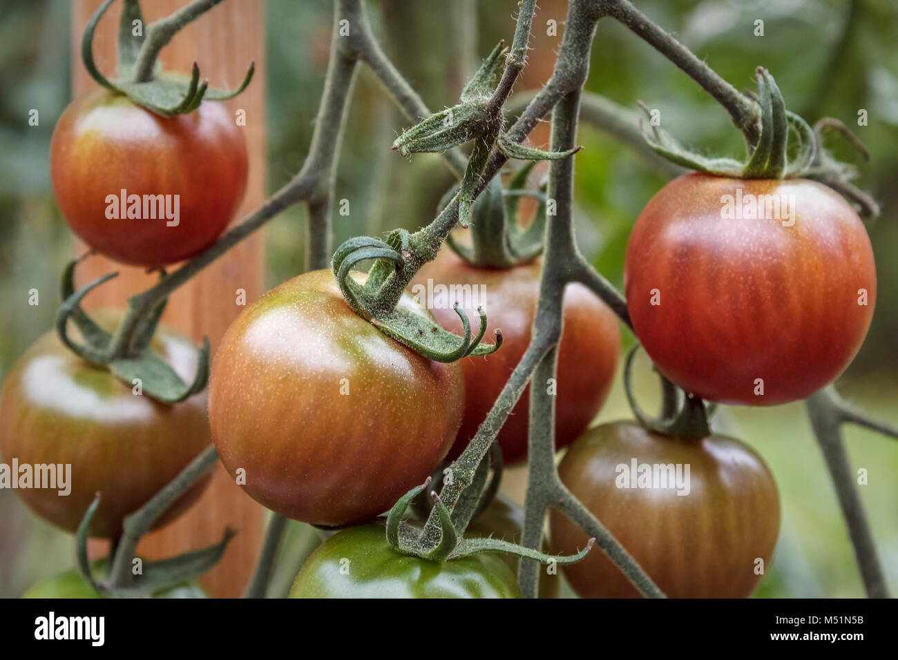 A closeup view of a cluster of ripening homegrown tomatoes hanging from ...
