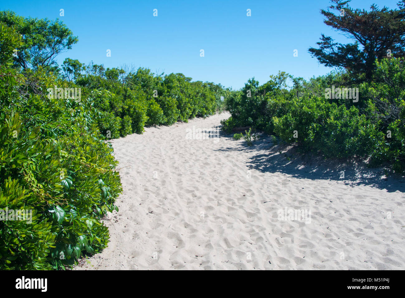 Pathway of footprints to the beach ahead Stock Photo - Alamy