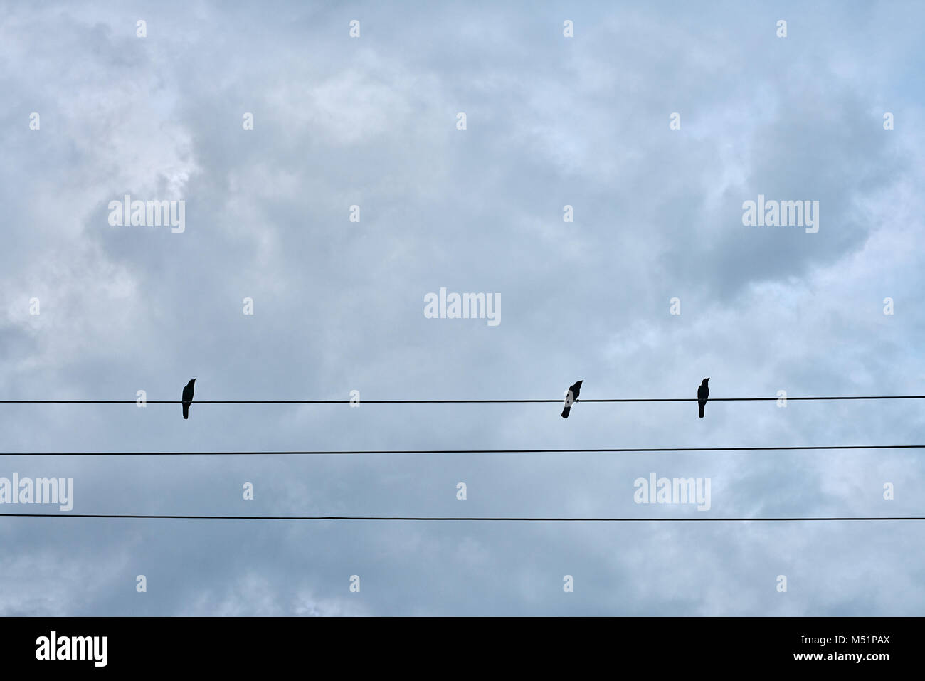 Black birds sitting on electric cable Stock Photo - Alamy