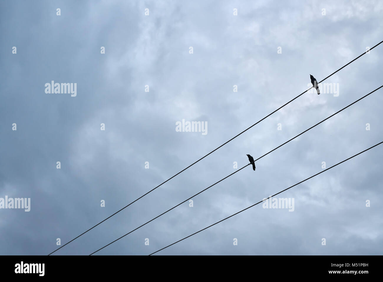 Animal electric wire hi-res stock photography and images - Alamy