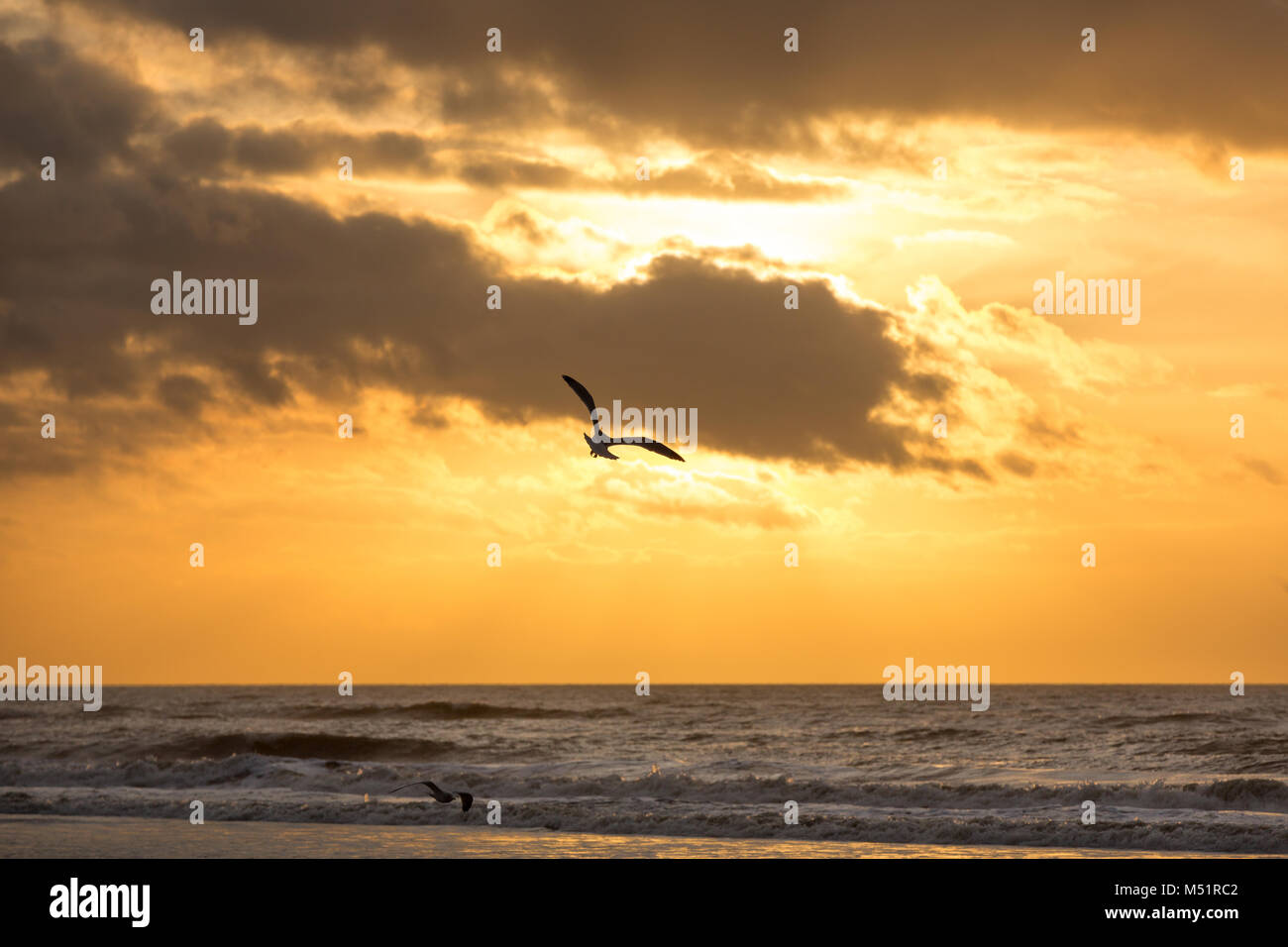 Seagull flying into golden sunset Stock Photo - Alamy