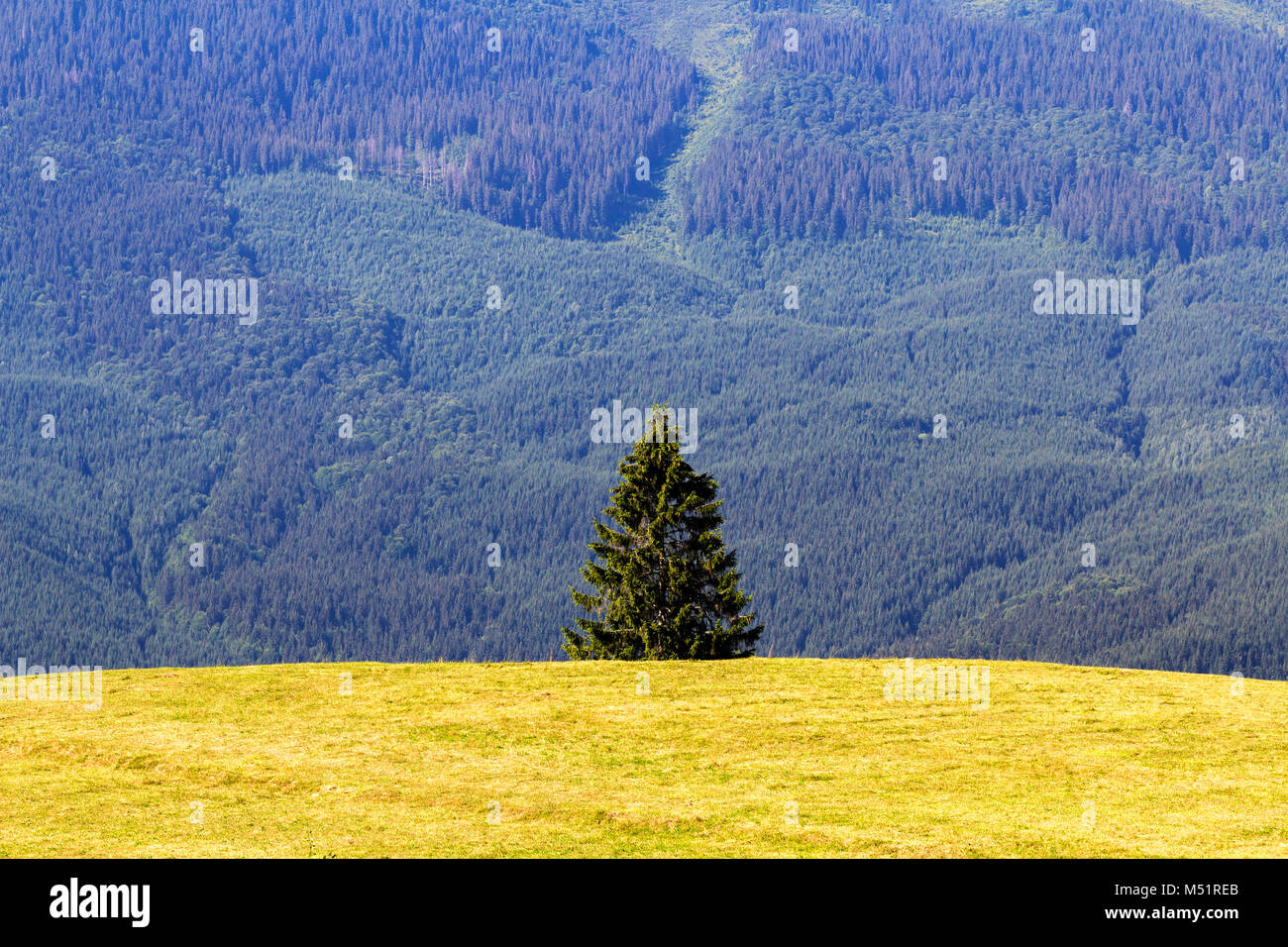 Single pine tree in mountains on horizon, alpine landscape. Green fresh ...