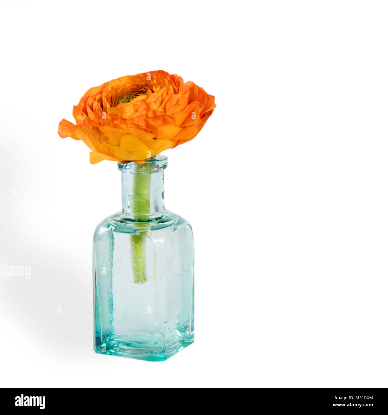 orange buttercup in a transparent green bottle isolated Stock Photo - Alamy