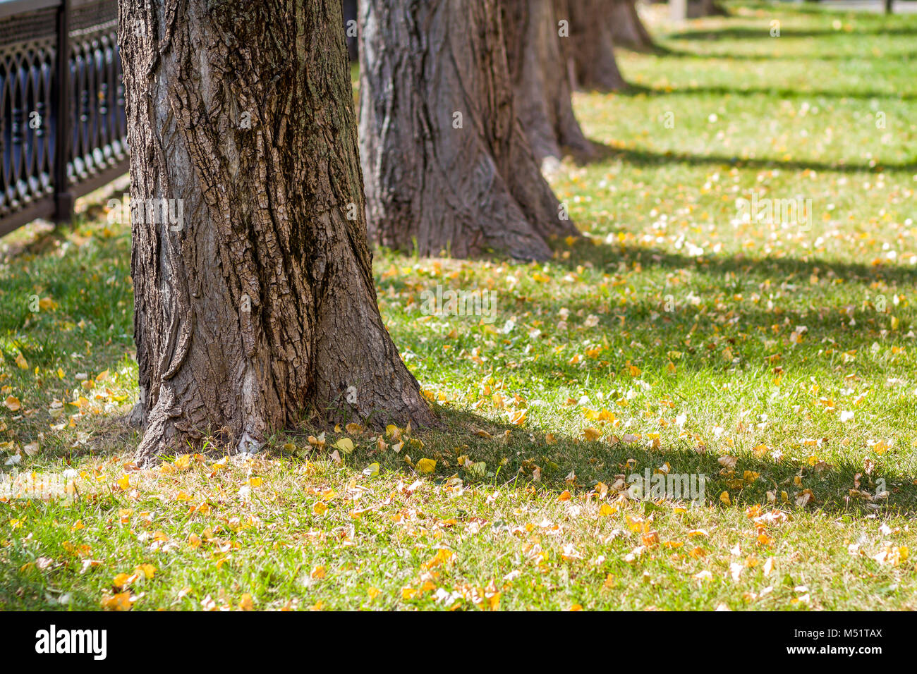 Trunks of trees in a morning sunlight park perspective view. Row of old ...