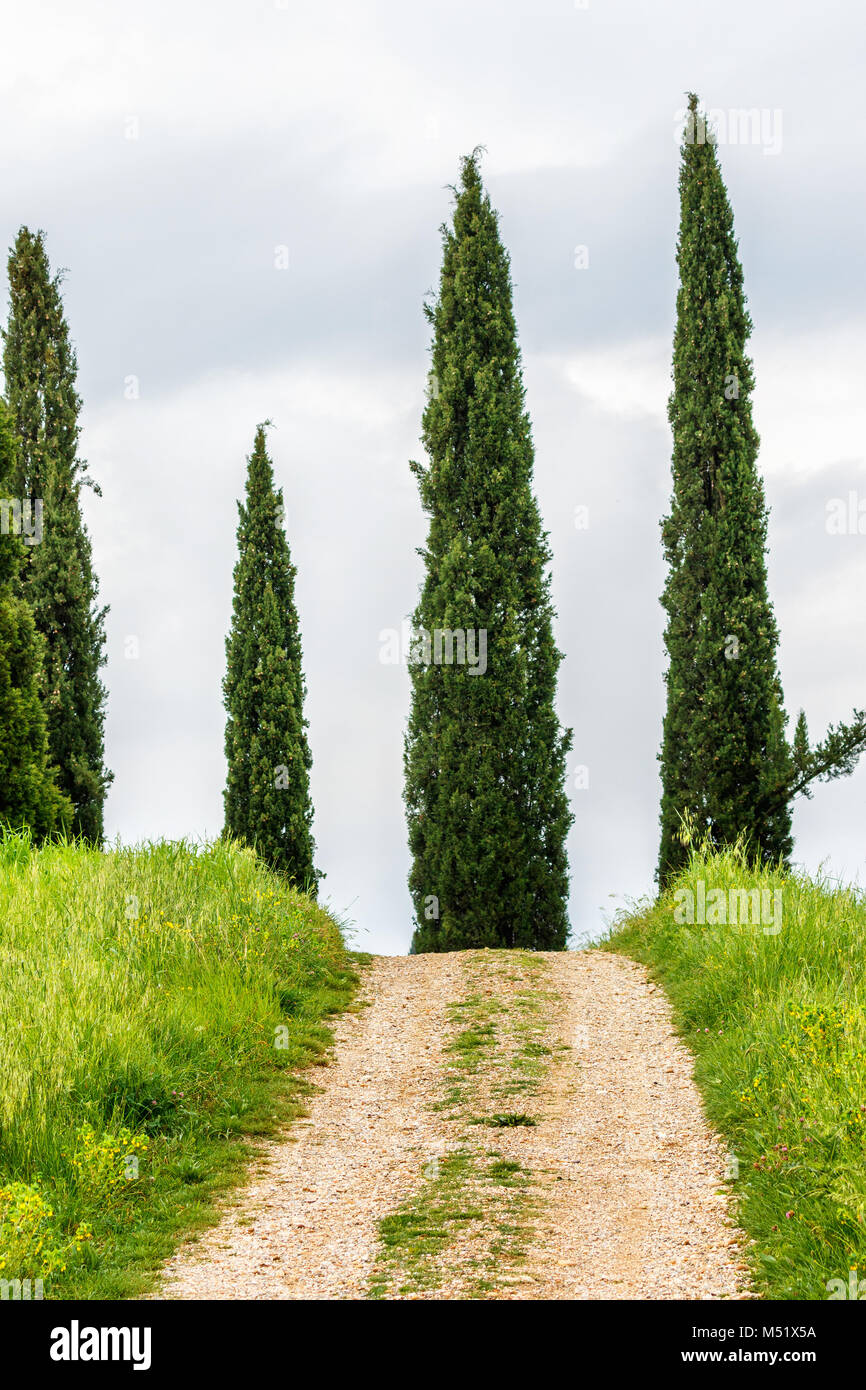 Field group cypress trees hi-res stock photography and images - Alamy