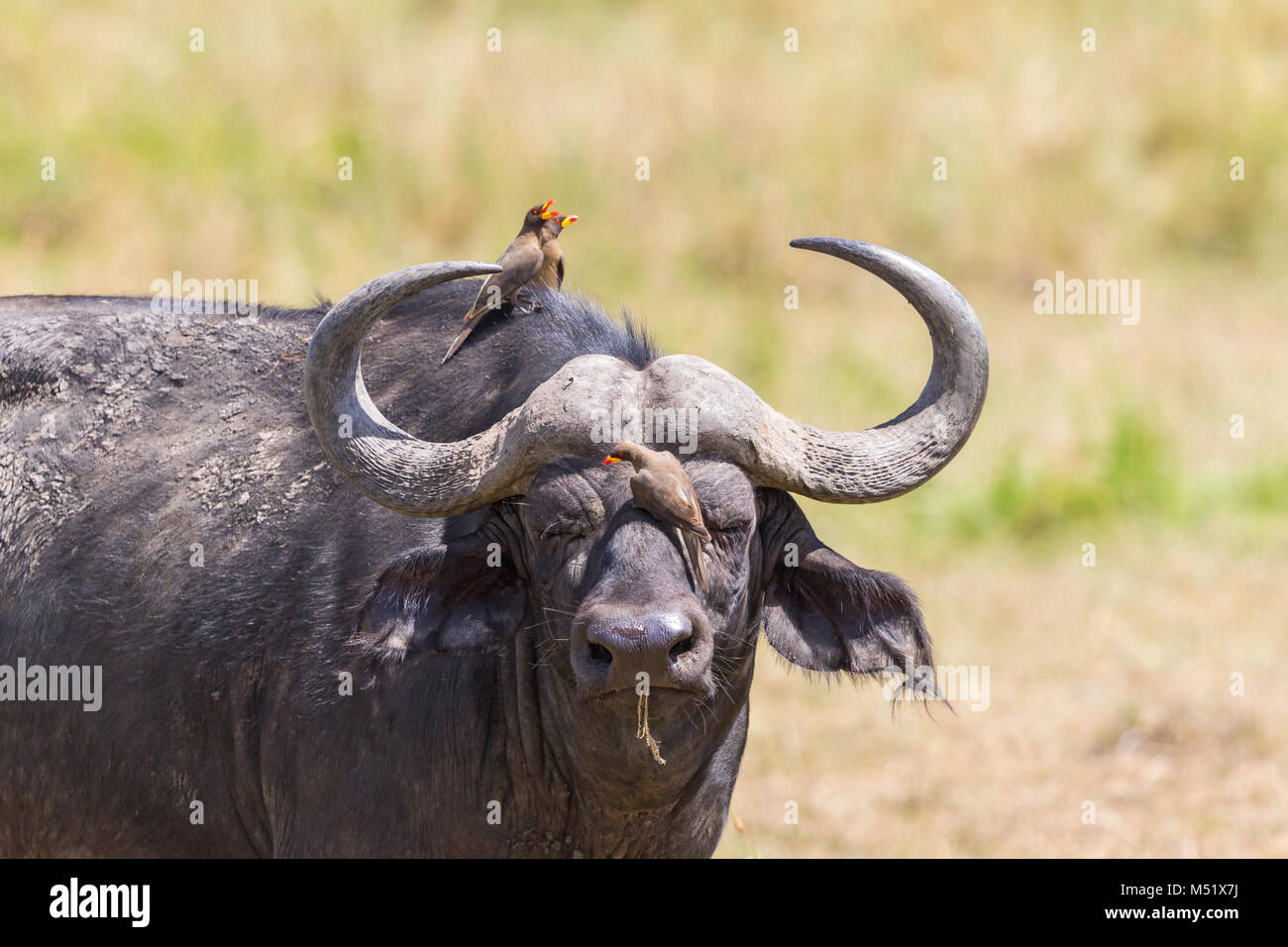 African buffalo watching with oxpecker on its head Stock Photo - Alamy