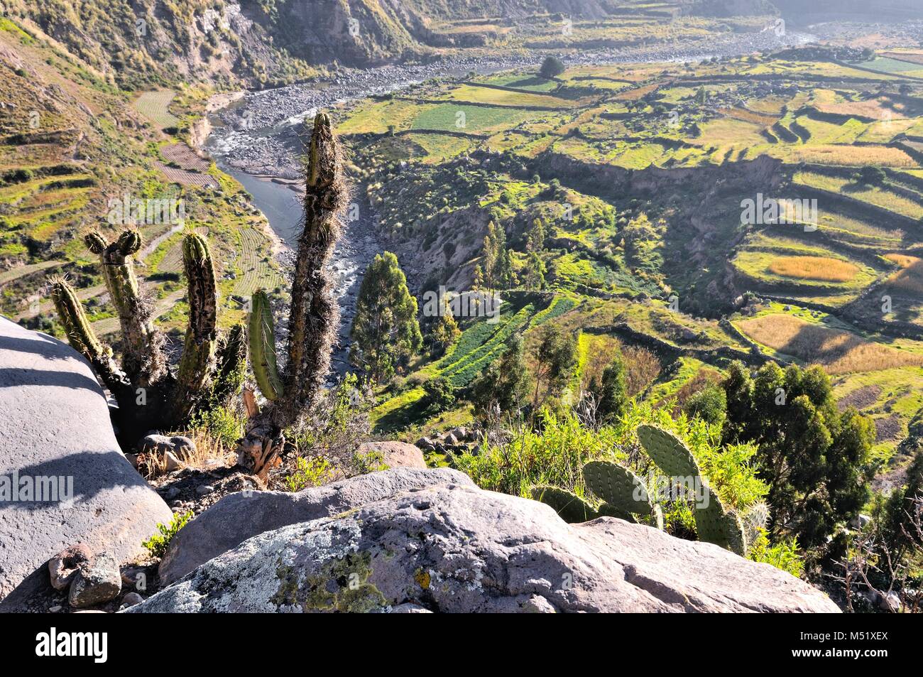 Cactus colca canyon andes peru hi-res stock photography and images - Alamy