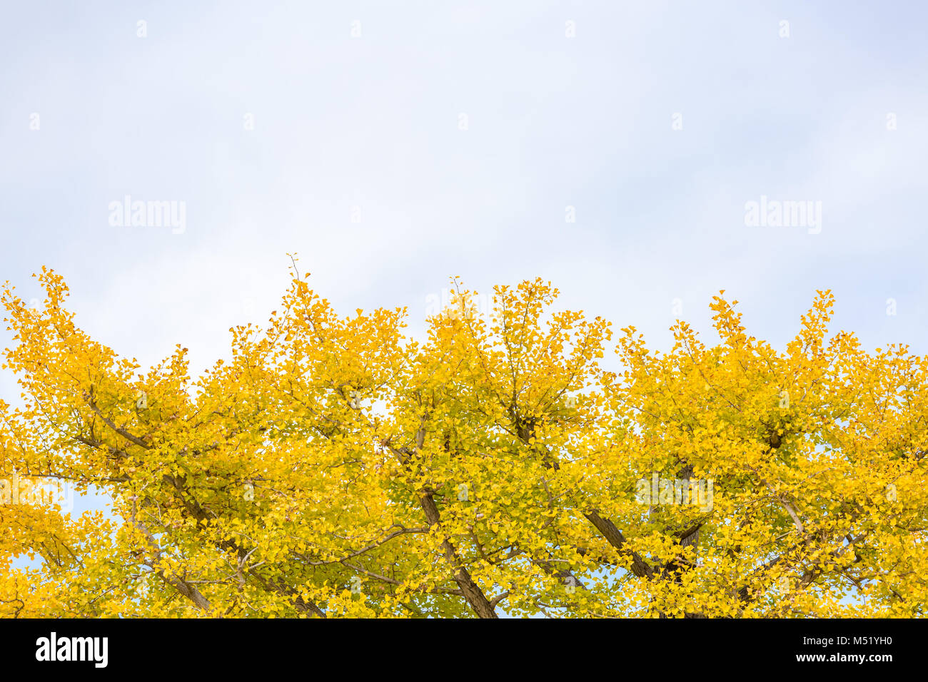 Ginkgo trees Autumn Stock Photo - Alamy