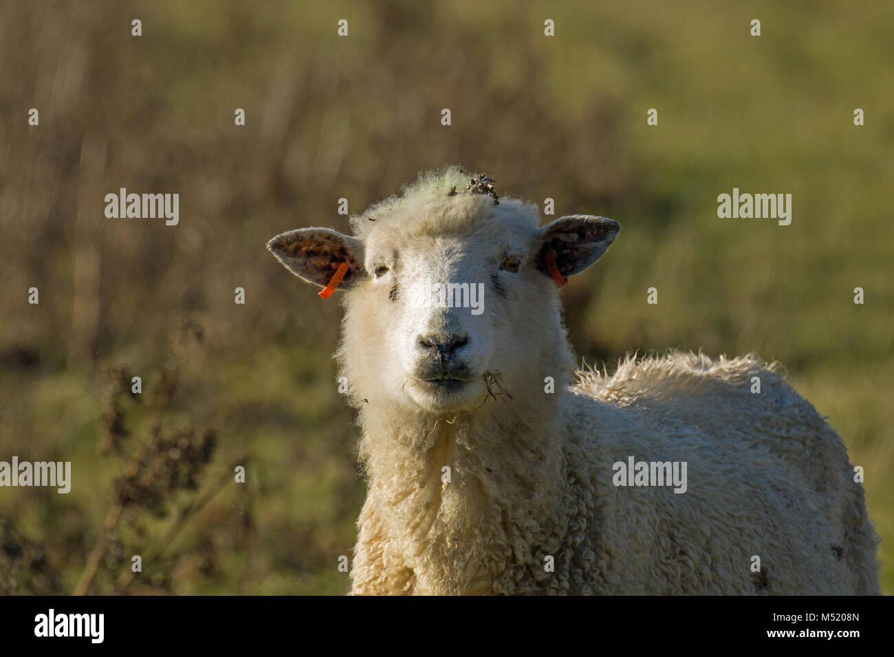 Looking sheep hi-res stock photography and images - Alamy