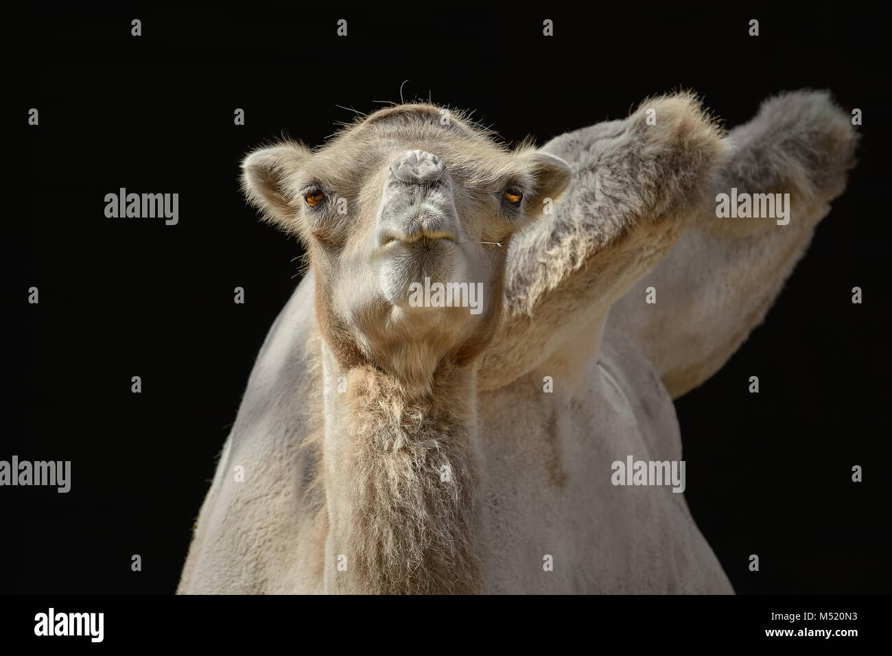 Portrait of Camel Stock Photo - Alamy