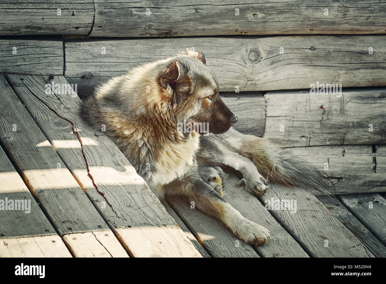 Dog on the steps Stock Photo - Alamy