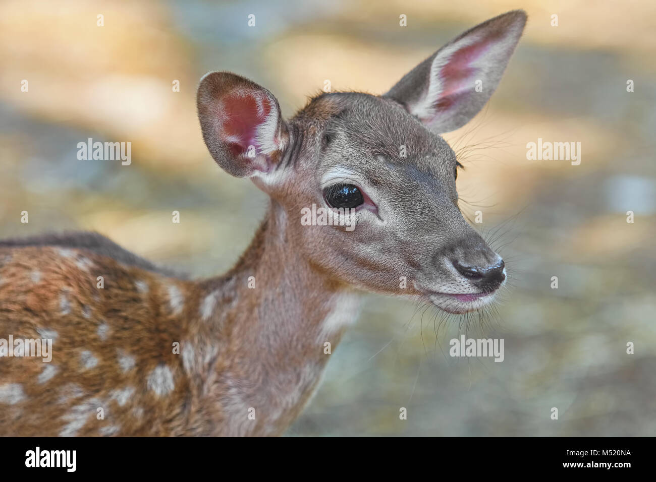 Portrait of a Fawn Stock Photo - Alamy