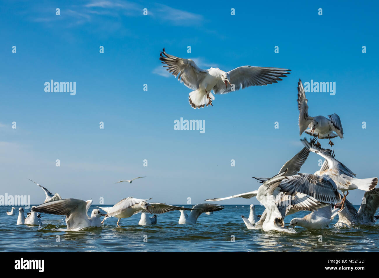 Seagulls fighting for bread pieces Stock Photo - Alamy