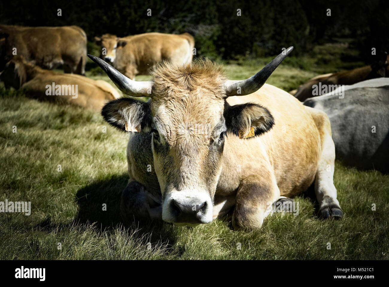 Brown cow ruminating, lying down, facing camera in mountain pasture in ...