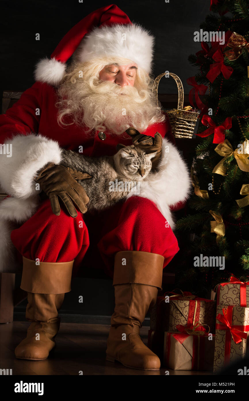 Santa Claus sitting near Christmas tree and embracing his cat. Santa at ...