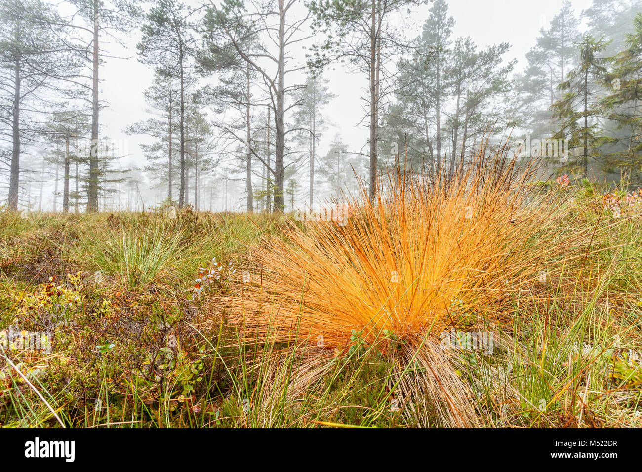 Moor in mist with a colorful tuft of grass Stock Photo - Alamy