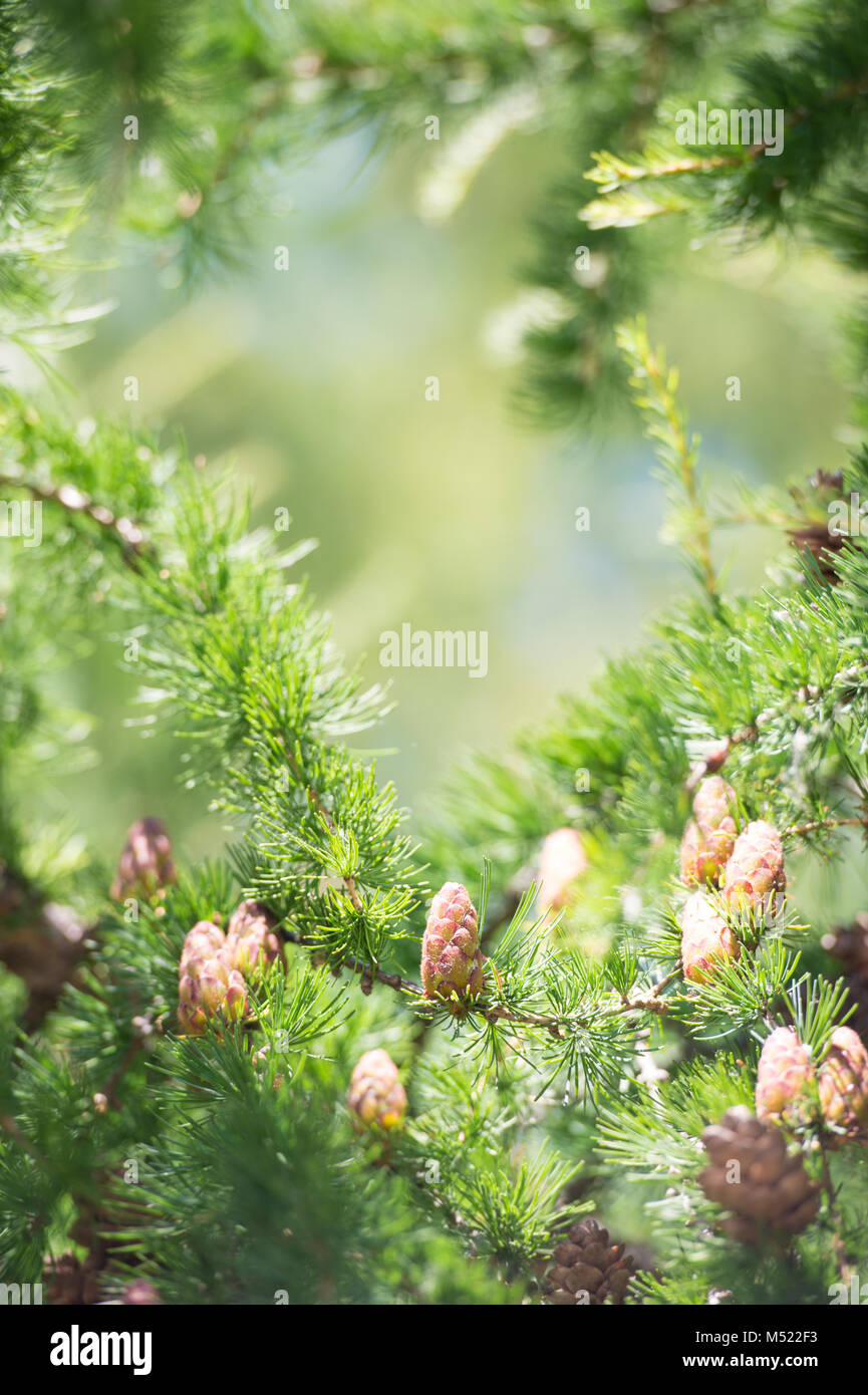 Larch seed trees hi-res stock photography and images - Alamy