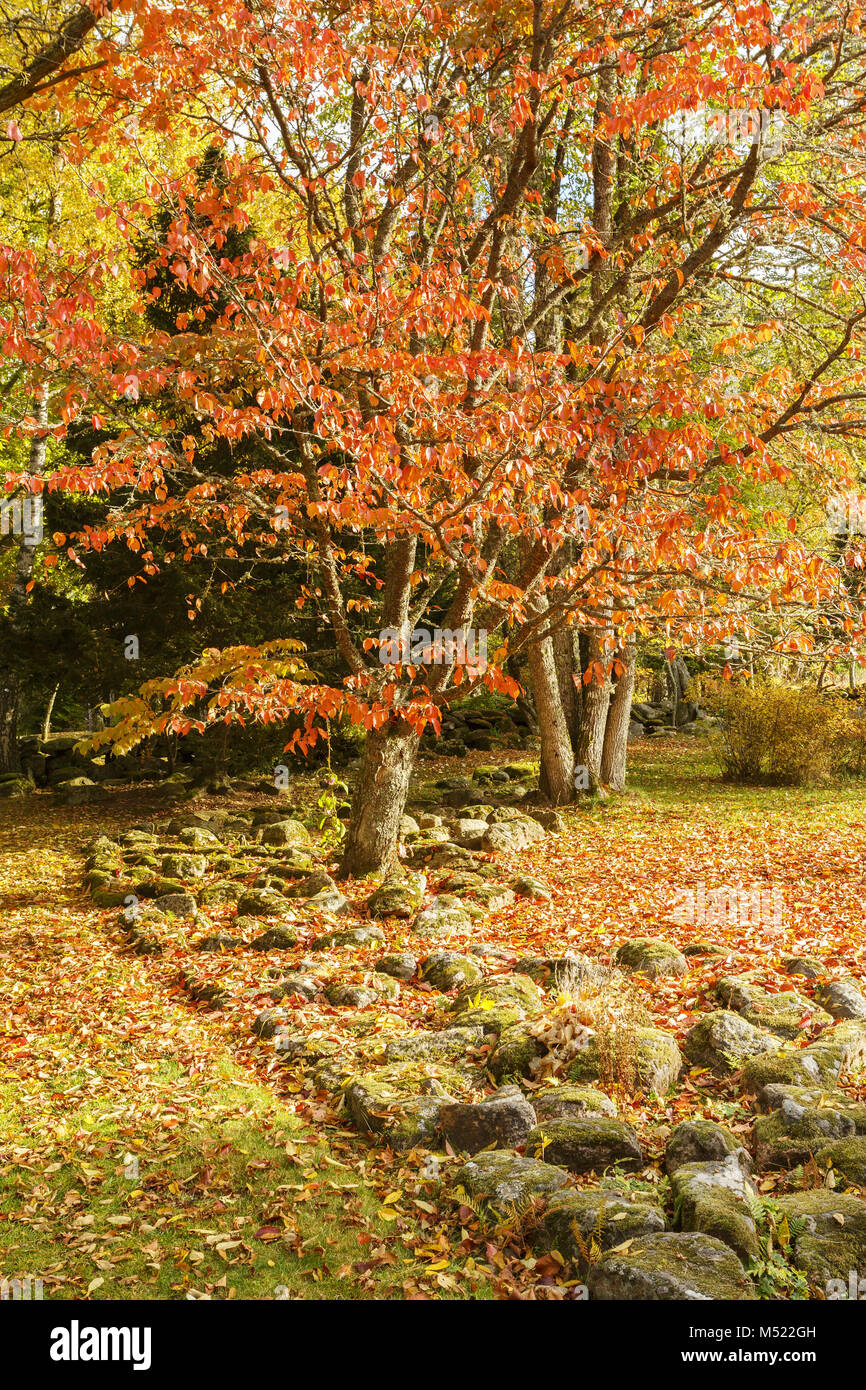 Colorful tree with autumn color in a park Stock Photo - Alamy
