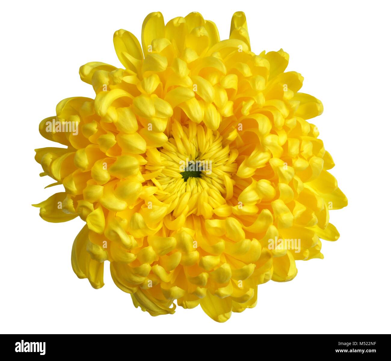 Big yellow chrysanthemum flower isolated on white background Stock ...