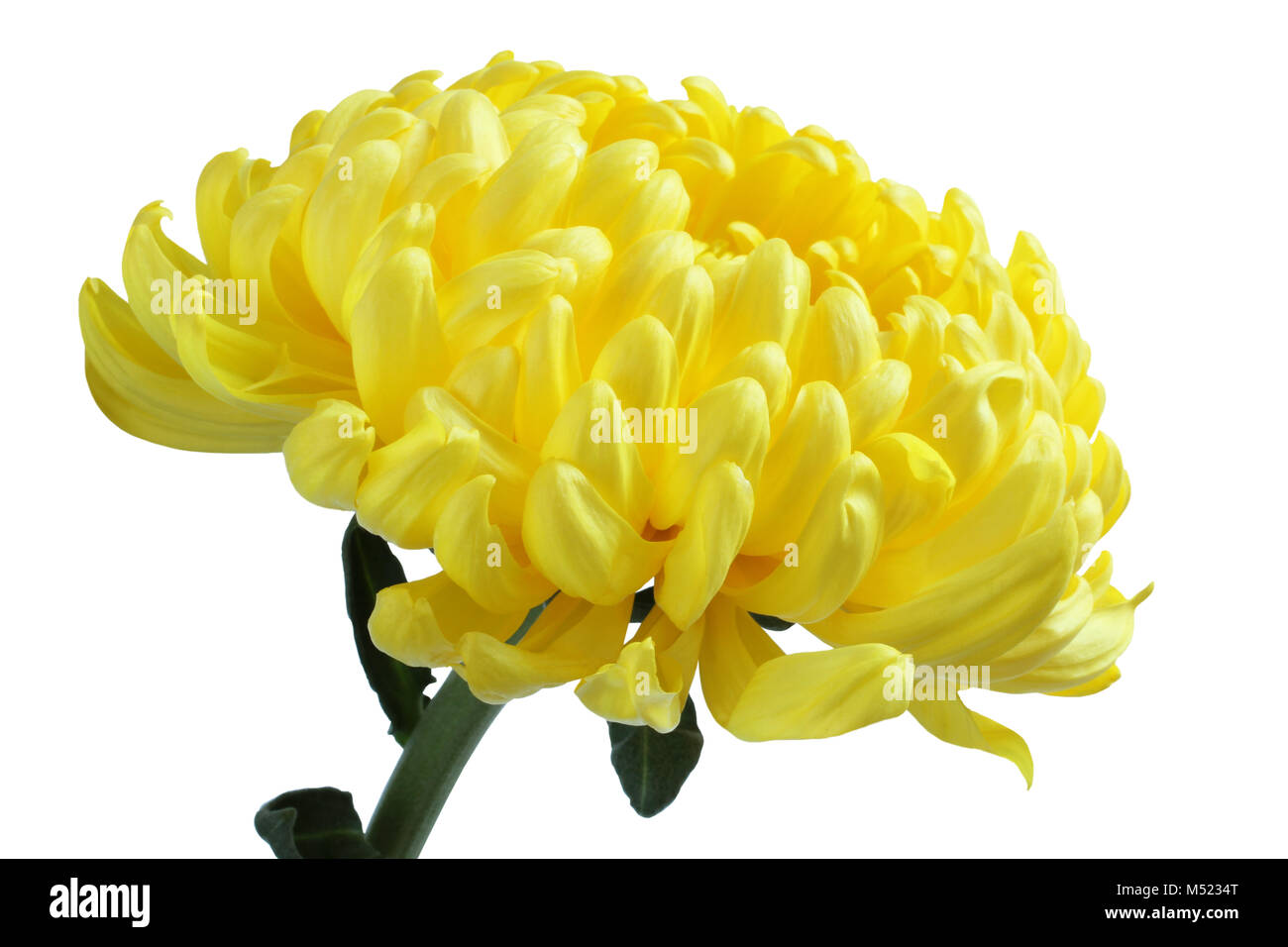 Big yellow chrysanthemum flower isolated on white background Stock ...